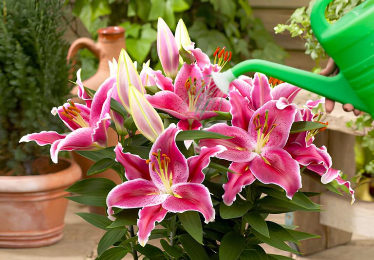 OT Hybrid Lilies: How to Grow, Care for, and Enjoy Stunning Blooms