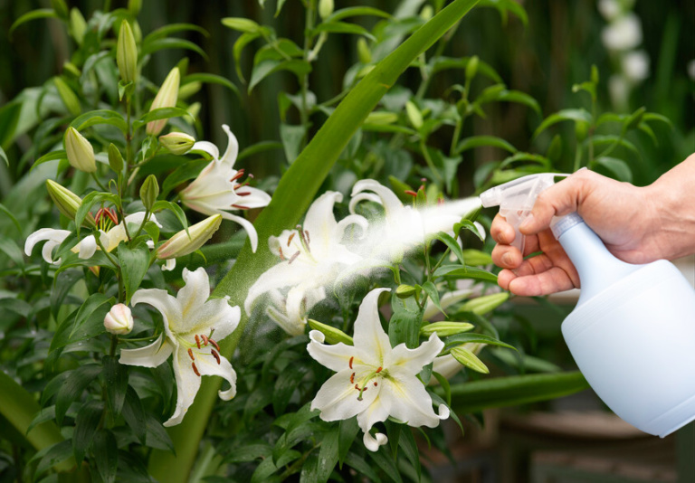Oriental Lily: Care Guide for Flower Indoor and Garden