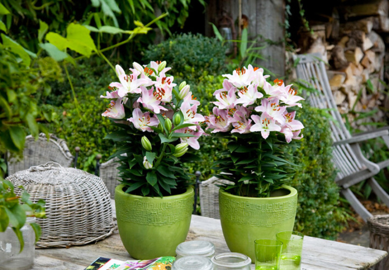 Oriental Lily: Care Guide for Flower Indoor and Garden