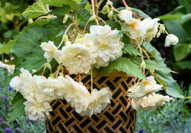 Full Guide to Growing Begonias: Planting, Care & Varieties