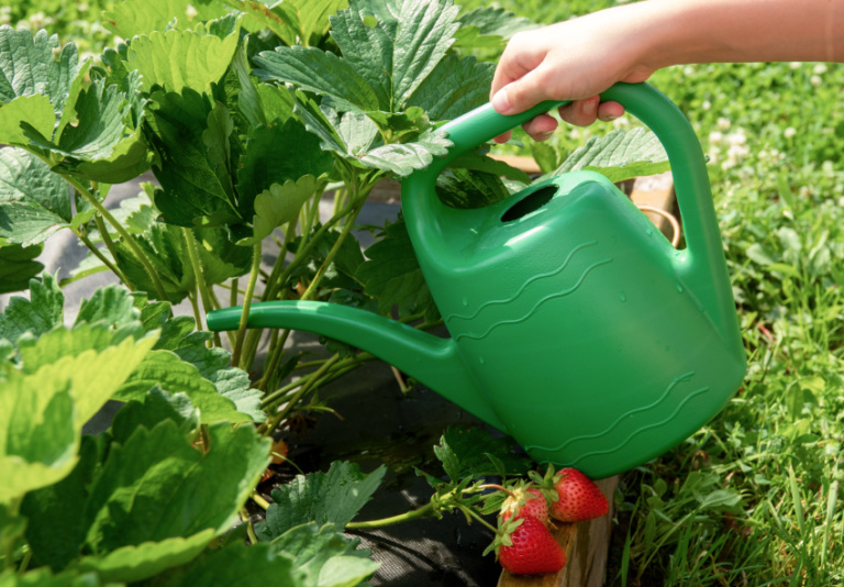 Comment planter et cultiver des fraises : guide complet pour débutants