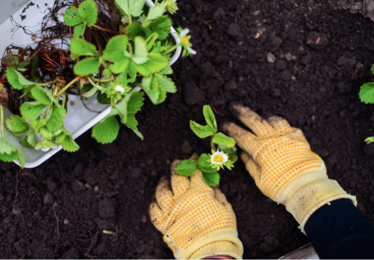 Hur man planterar och odlar jordgubbar: komplett nybörjarguide
