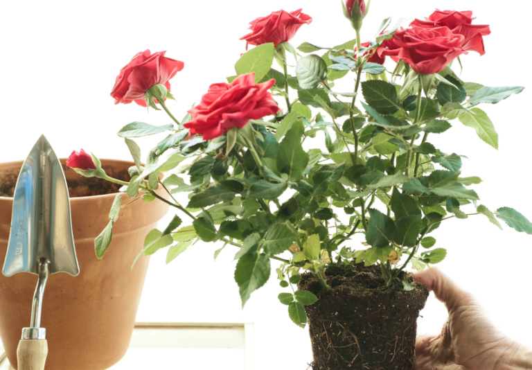How to Plant Roses: Step-by-Step Rose Planting Guide for Beginners