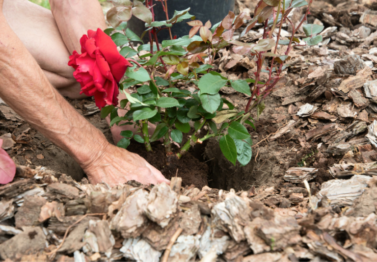 How to Plant Roses: Step-by-Step Rose Planting Guide for Beginners