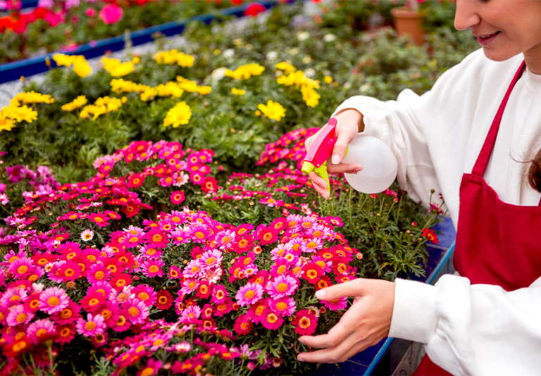 Guide complet pour la culture et la plantation associée des asters