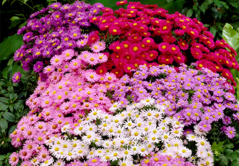 Guida completa alla coltivazione e alla consociazione degli astri