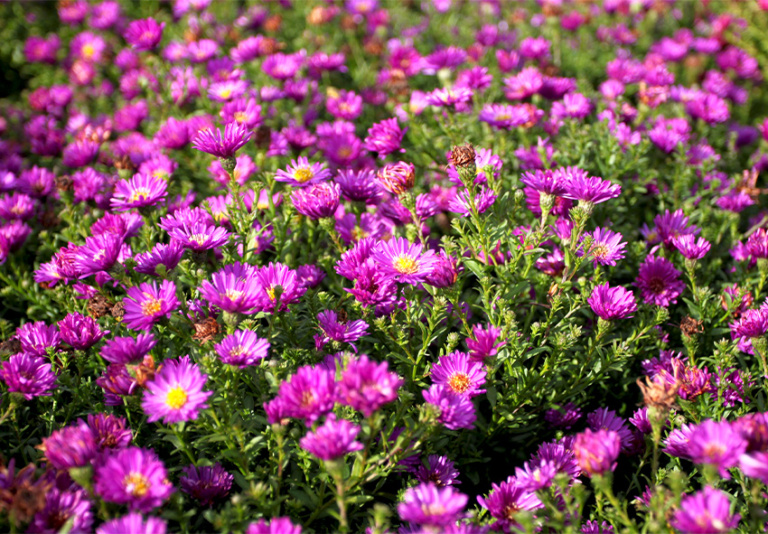 Guida completa alla coltivazione e alla consociazione degli astri