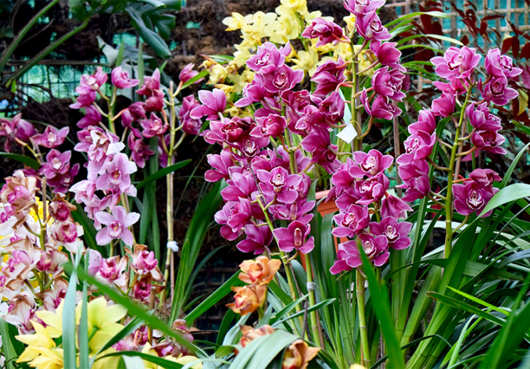 Orchids in Garden Design: Outdoor Planting Ideas & Tips