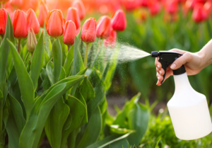 Effective Pest Control for Tulips: Organic & Chemical Solutions