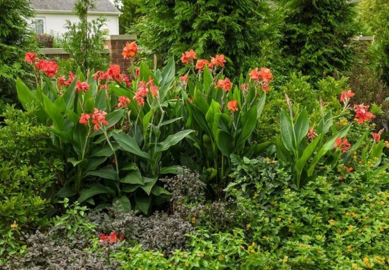 Canna Lilies in Garden Design: Color Ideas, Layout Tips & Companions