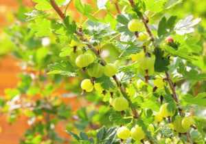 Top Gooseberry Varieties for Your Garden: How to Plant and Grow Them