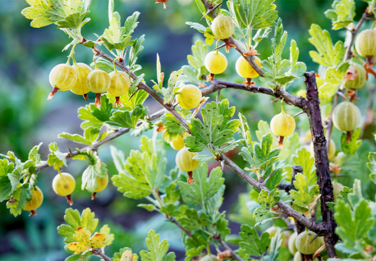 Top Gooseberry Varieties for Your Garden: How to Plant and Grow Them