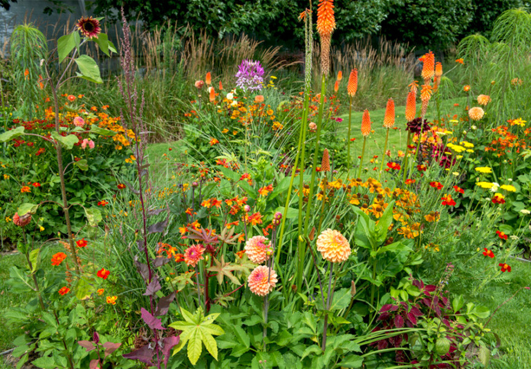 Kniphofia Garden Design Guide: Tips for Using Kniphofia (Red Hot Pokers)