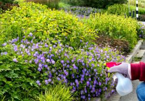 Effective Pest Control for Geraniums: Identify, Treat and Prevent ...