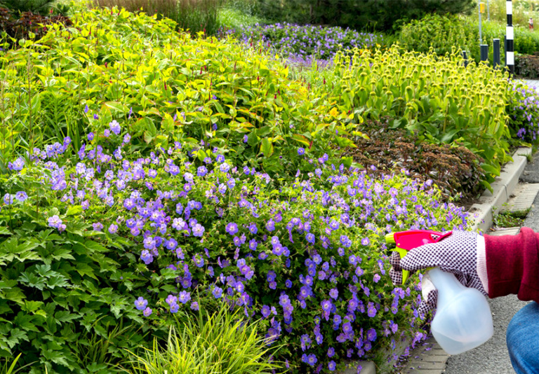 Effective Pest Control for Geraniums: Identify, Treat and Prevent ...