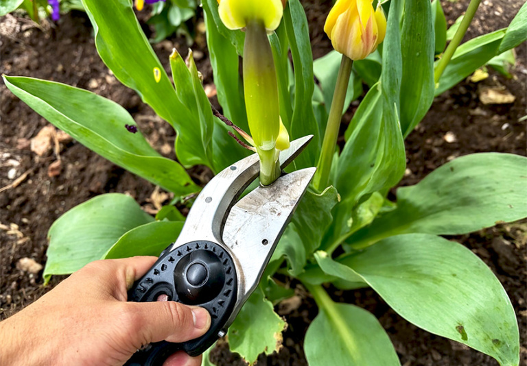 Tulips After Blooming: Care, Lifting, and Storing Guide for Healthy Bulbs