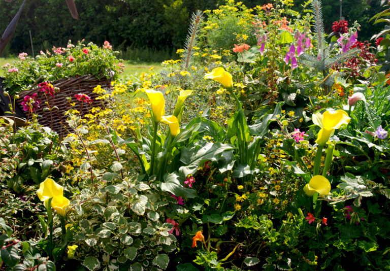 Full Guide to Calla Lilies: Planting, Care, Varieties & After Bloom Tips