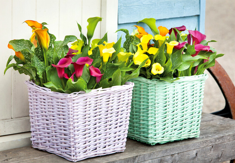 Guide complet sur les lys calla : plantation, entretien, variétés et ...