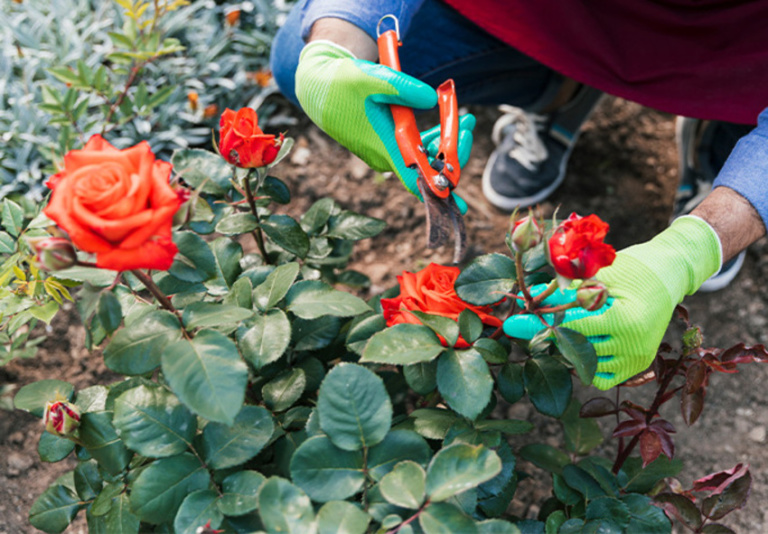 Rose Propagation Guide: How to Propagate Roses from Cuttings and More
