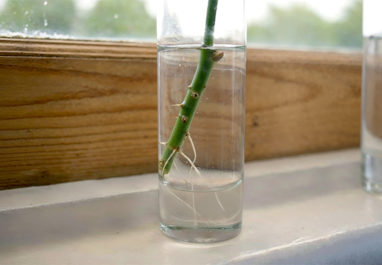 Rose Propagation Guide: How to Propagate Roses from Cuttings and More