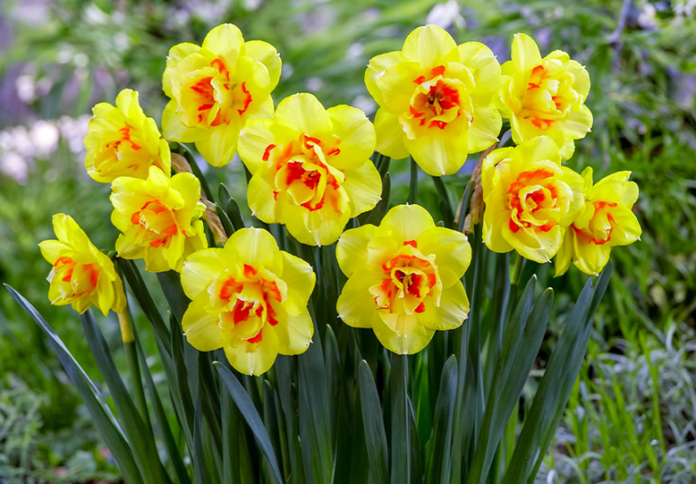 Popular Daffodil Varieties to Grow in Your Garden: Best Types of Daffodils