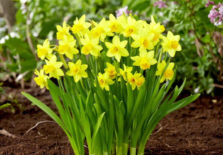 Popular Daffodil Varieties to Grow in Your Garden: Best Types of Daffodils