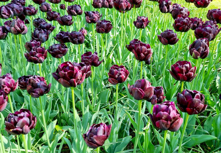 Elegantes Kc383c2bcnstliche Tulpen Depot Fotos