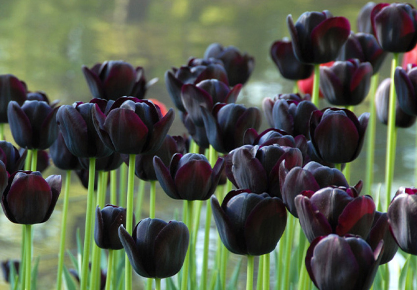 Top Dark Tulip Varieties for an Exotic Garden | Elegant Black Tulips Guide