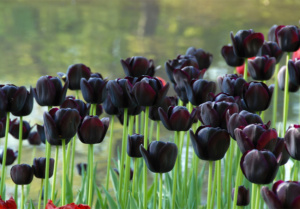Top Dark Tulip Varieties for an Exotic Garden | Elegant Black Tulips Guide