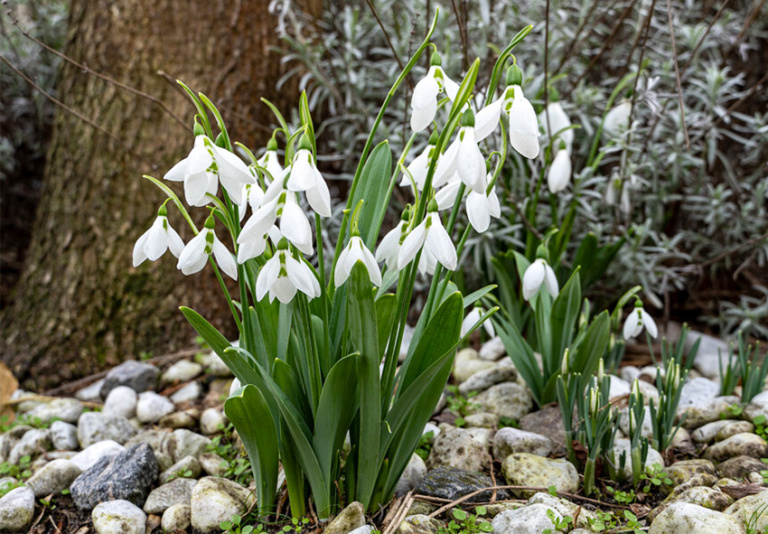 Comment transplanter le Galanthus en hiver | Guide d'entretien et de ...