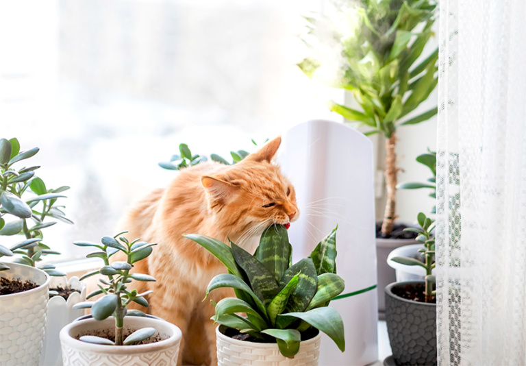 Pet Safe Indoor Plants: Best Non-Toxic Houseplants for Cats & Dogs