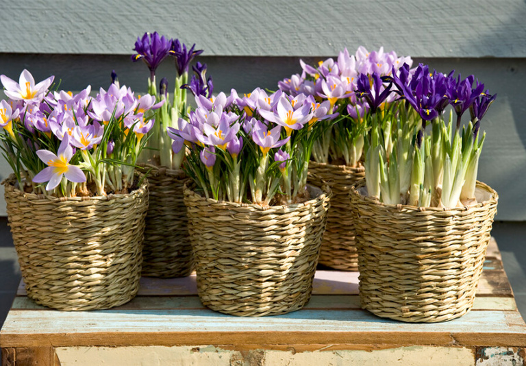 Year-Round Care for Crocuses: Simple Tips for Healthy Blooms