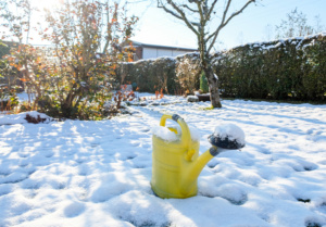 Winter Garden Watering Guide | How to Water Plants Safely in Cold Weather