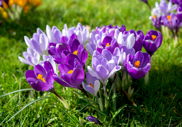 Full Guide for Crocuses: Planting, Growing & Care Tips for Stunning ...