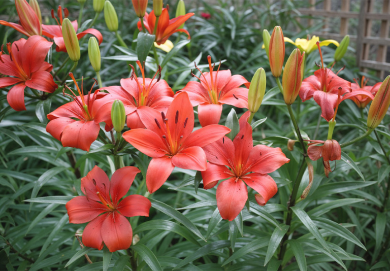 Asiatic Lilies: Complete Planting, Care and Maintenance Guide