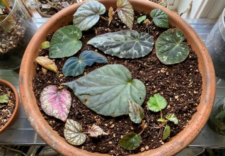 How to Propagate Begonias: Easy Methods for All Begonia Types