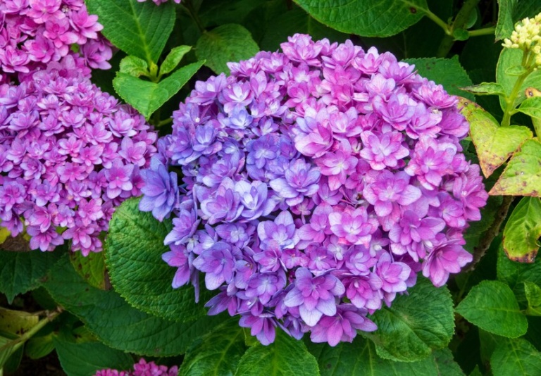 How To Change Hydrangea Color Turn Hydrangeas Blue Pink Or Purple how-to-change-hydrangea-color-turn-hydrangeas-blue-pink-or-purple